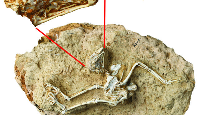 The first fossil of a daytime active owl found at the edge of the ...