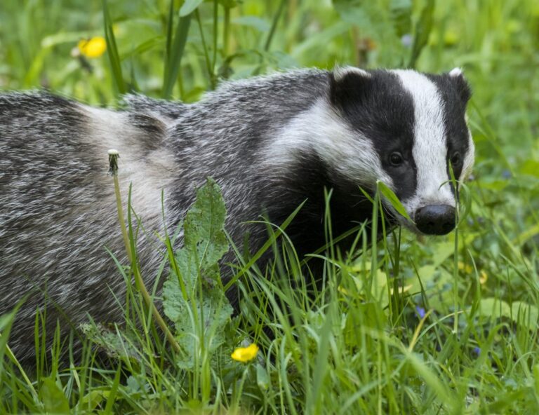 Foraging badger uncovers a hoard of more than 200 Roman coins dating ...