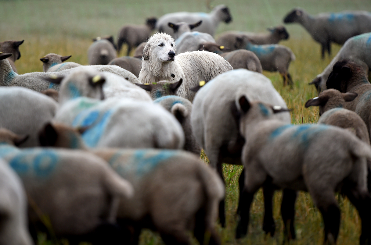 Researchers Track Changes in Size of Europe’s Dogs | ARCHAEOLOGY WORLD