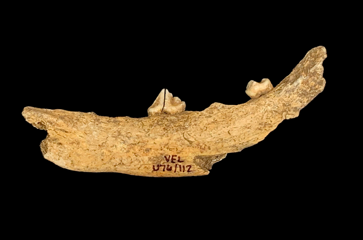 Researchers Track Changes in Size of Europe’s Dogs | ARCHAEOLOGY WORLD