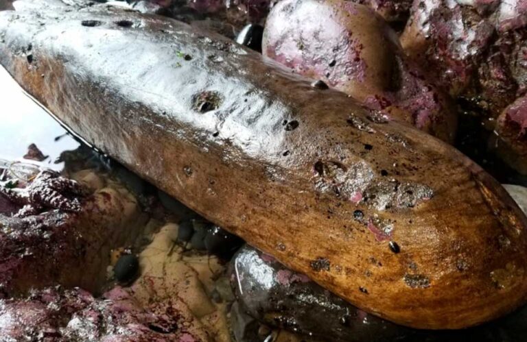 Timber From 17th-Century Spanish Shipwreck Discovered In Caves Off ...