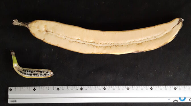 Banana Domestication More Complex Than Previously Thought | ARCHAEOLOGY ...