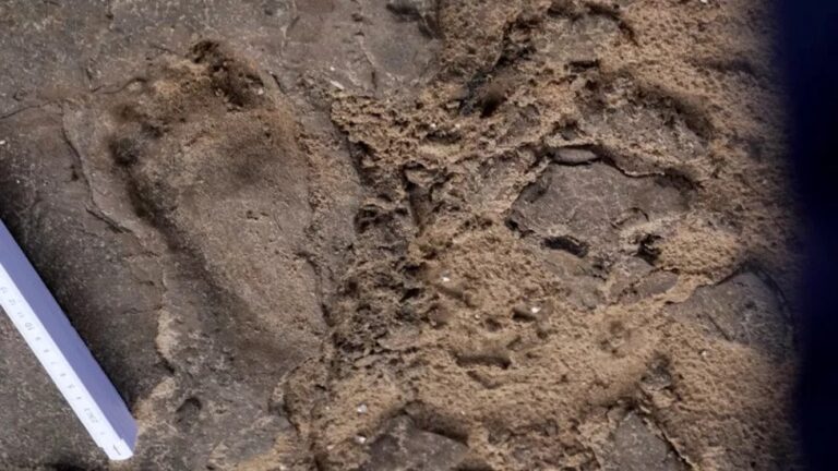 Footprints Reflect Ecosystem Change in Prehistoric England ...
