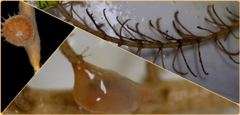 273 million-year-old living fossils found | ARCHAEOLOGY WORLD