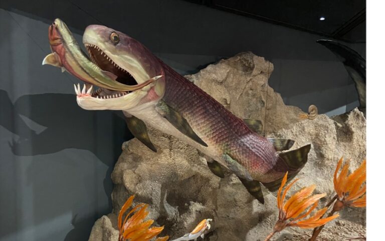 World’s oldest heart preserved in 380 million-year-old armored fish ...