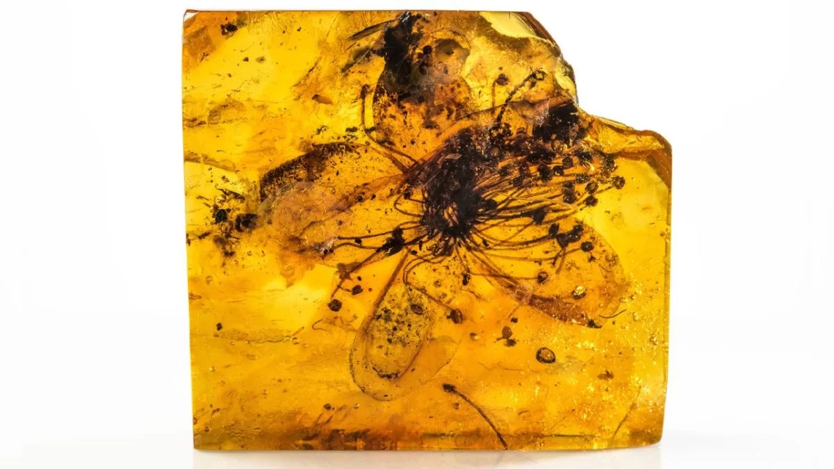 Largest-Known Flower Preserved in Amber Is Nearly 40 Million Years Old ...