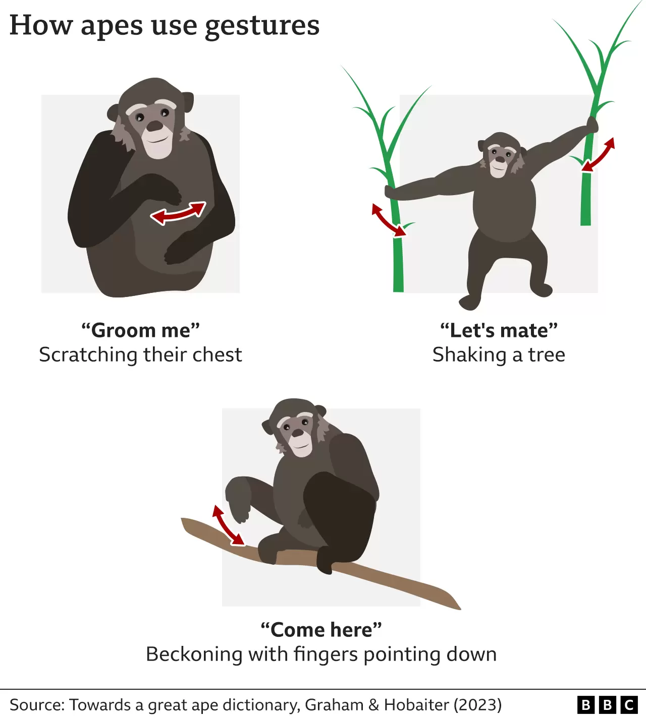Great Apes 2 | ARCHAEOLOGY WORLD
