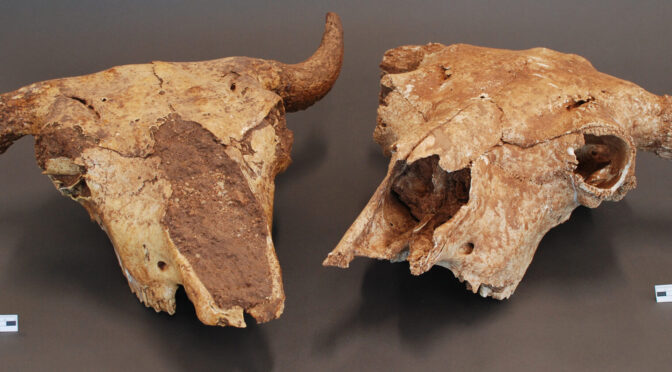 An Unlikely Source of Prehistoric Food Identified | ARCHAEOLOGY WORLD