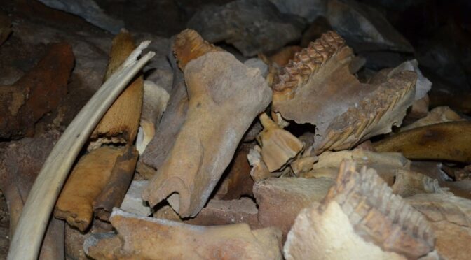 A Siberian cave filled with mammoth, rhino, and bear bones is an ...