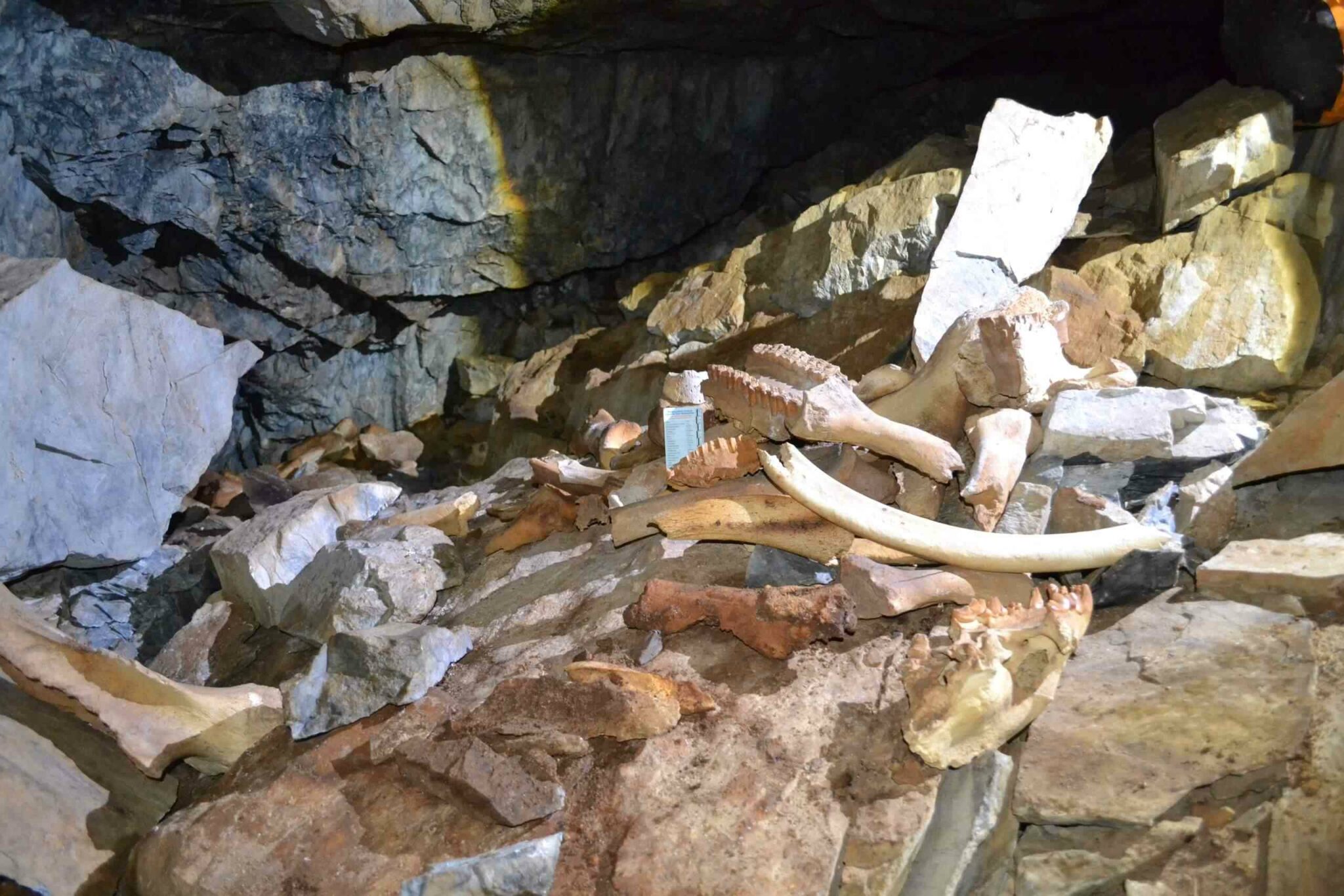 A Siberian cave filled with mammoth, rhino, and bear bones is an ...