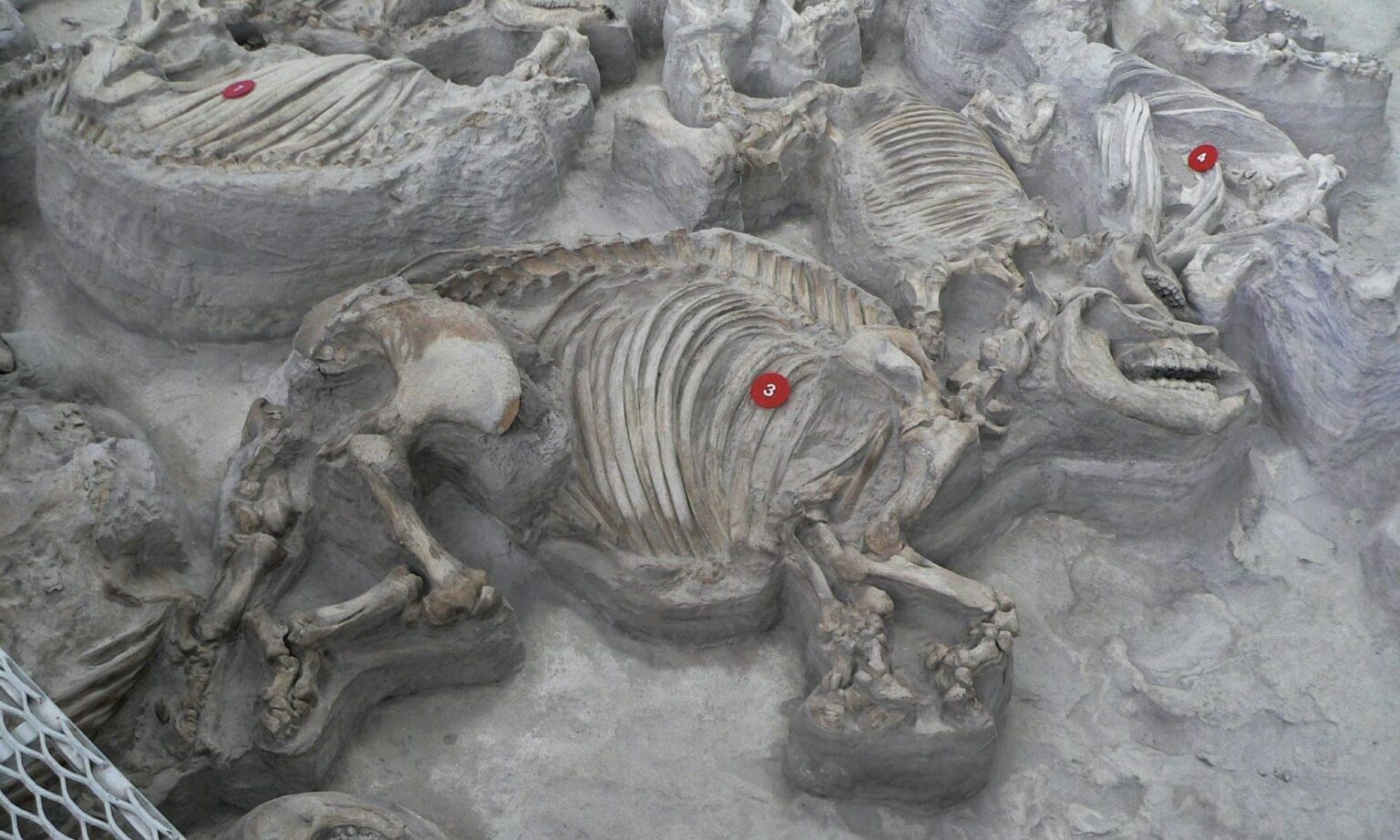 Hundreds of well-preserved prehistoric animals were found in an ancient ...