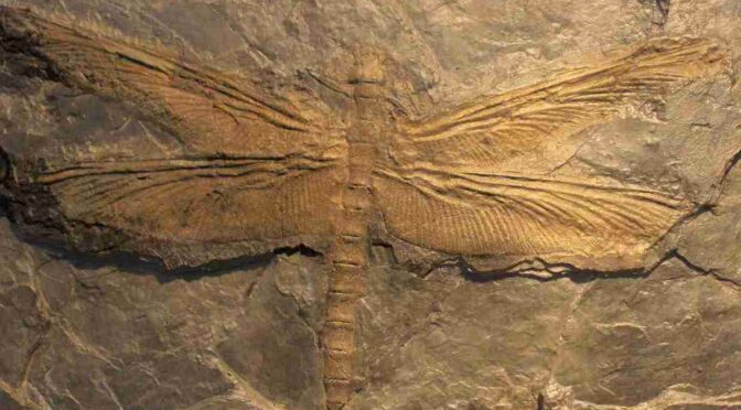 Meganeura: The largest insect ever to exist was a giant dragonfly ...