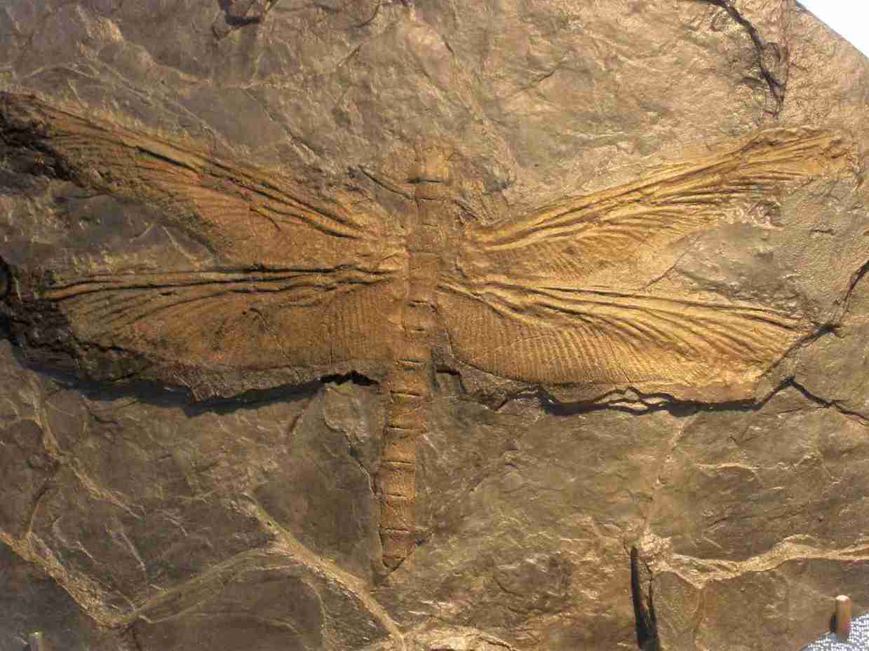 Meganeura: The largest insect ever to exist was a giant dragonfly ...