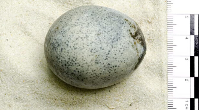 ‘World first’ intact Roman egg laid 1,700 years ago discovered by ...
