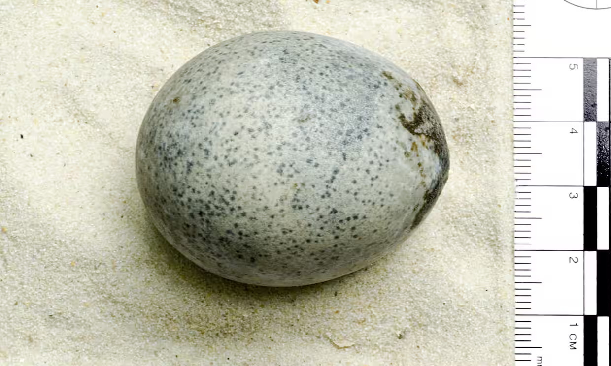 ‘World first’ intact Roman egg laid 1,700 years ago discovered by ...